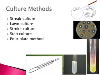 Bacterial Culture | PPTX | Gardening | Home & Garden