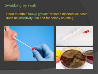 Bacterial culture.pptx