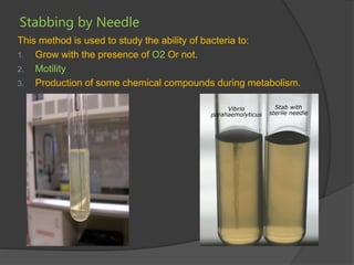 Bacterial culture.pptx