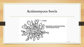 Bacterial culture, identification and antibiotic sensitivity test | PDF