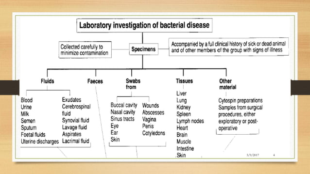 Bacterial culture, identification and antibiotic sensitivity test | PDF