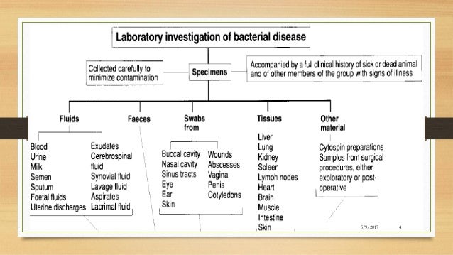 Bacterial culture, identification and antibiotic sensitivity test