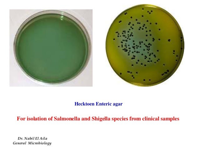 Bacterial culture media بكتريا عملي