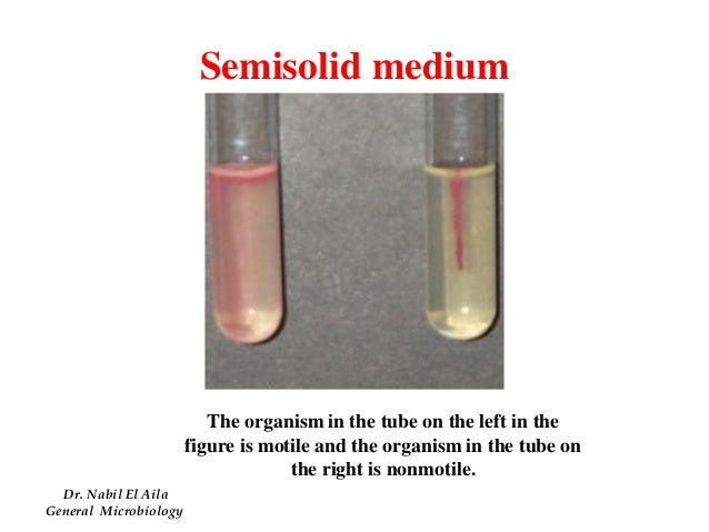 Bacterial culture media بكتريا عملي
