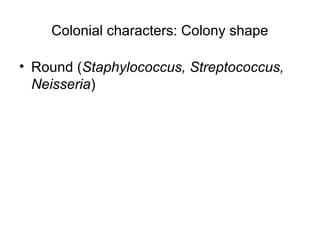 Bacterial cultures morphology based identification | PPT