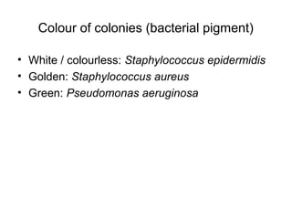 Bacterial cultures morphology based identification | PPT