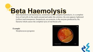 bacterial culture media | PPTX | Chemistry | Science