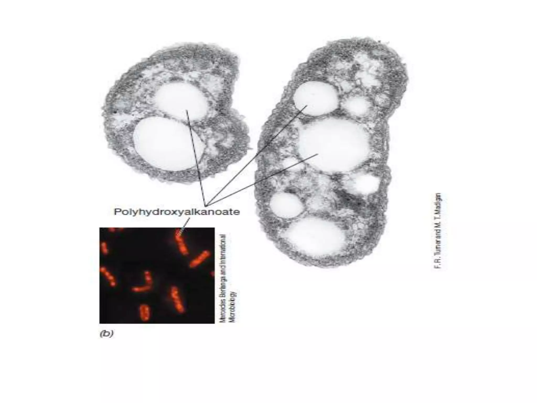 Bacterial cytology cell inclusions | PPTX
