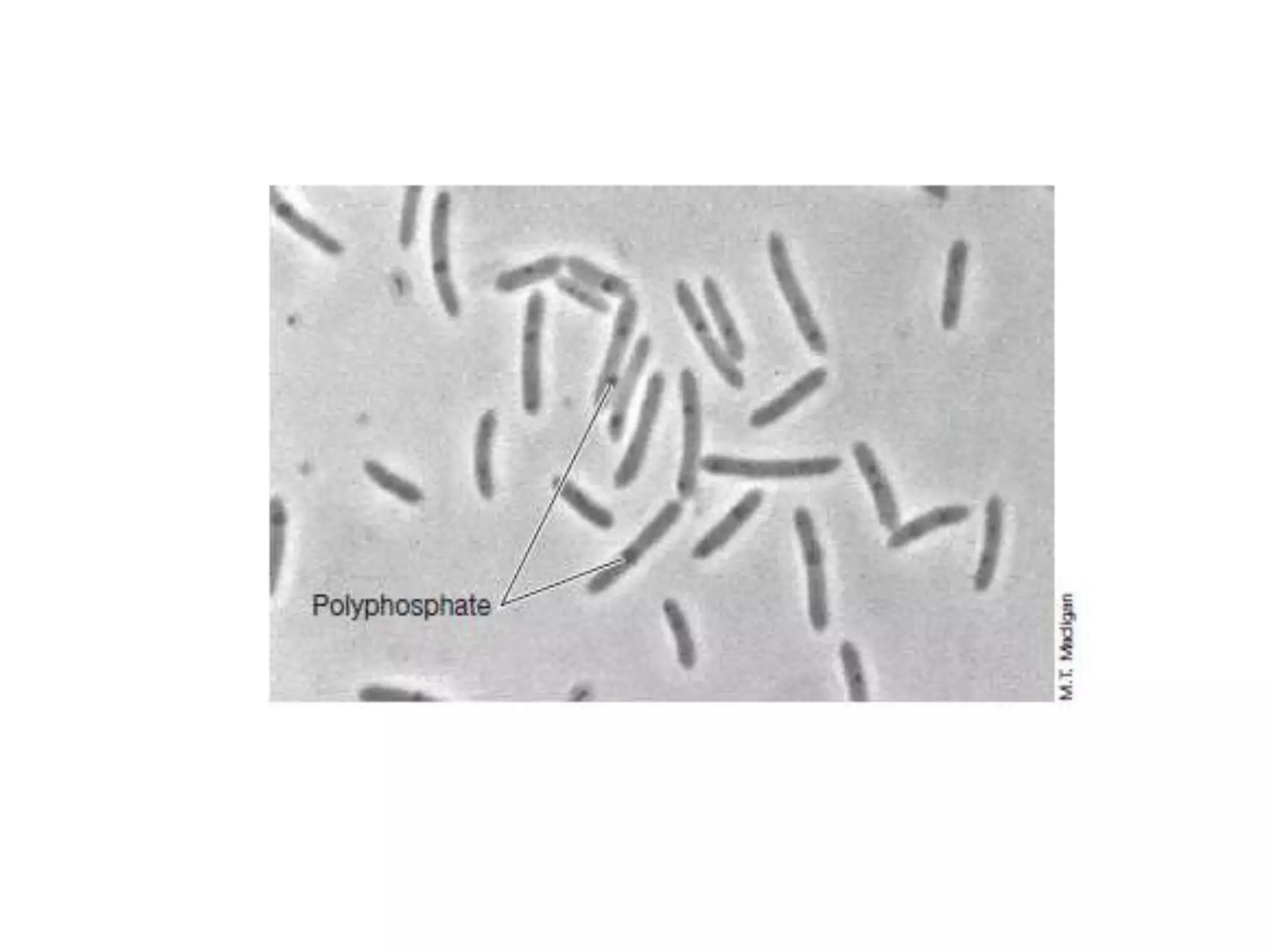 Bacterial cytology cell inclusions | PPTX