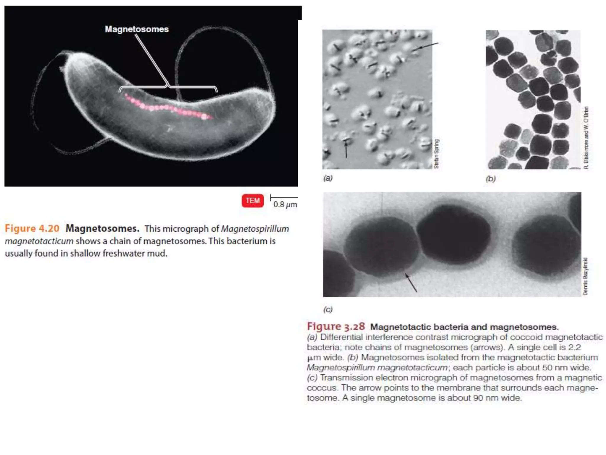 Bacterial cytology cell inclusions | PPTX