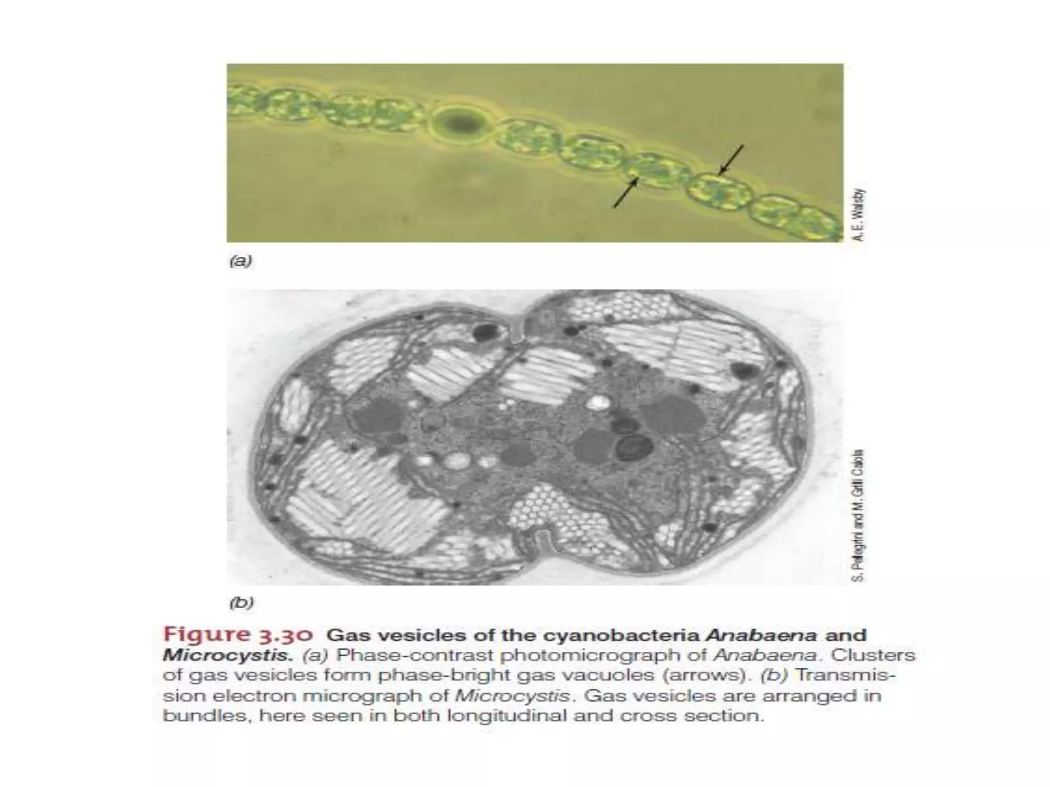 Bacterial cytology cell inclusions | PPTX