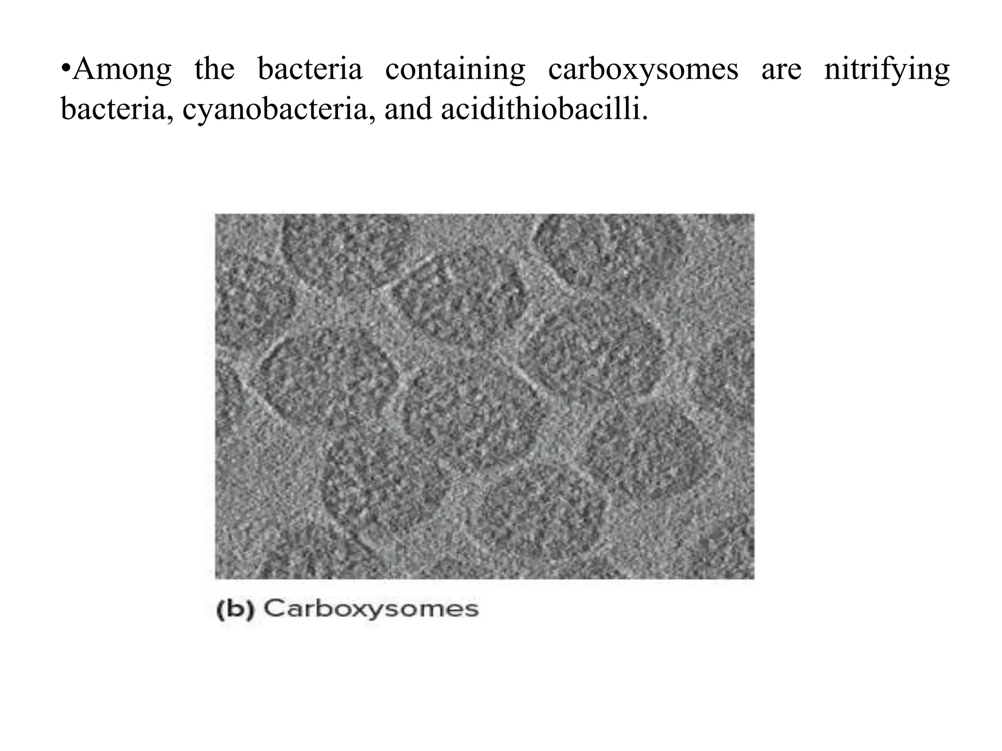 Bacterial cytology cell inclusions | PPTX