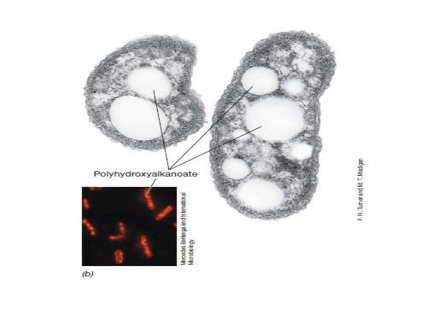 Bacterial cytology cell inclusions | PPTX | Chemistry | Science