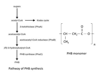 Bacterial cytology cell inclusions | PPTX