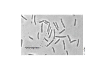 Bacterial cytology cell inclusions | PPTX