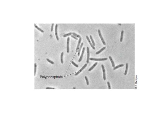 Bacterial cytology cell inclusions | PPTX | Chemistry | Science