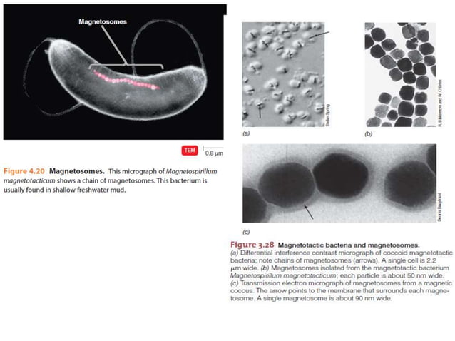 Bacterial cytology cell inclusions | PPTX | Chemistry | Science
