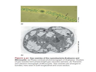 Bacterial cytology cell inclusions | PPTX