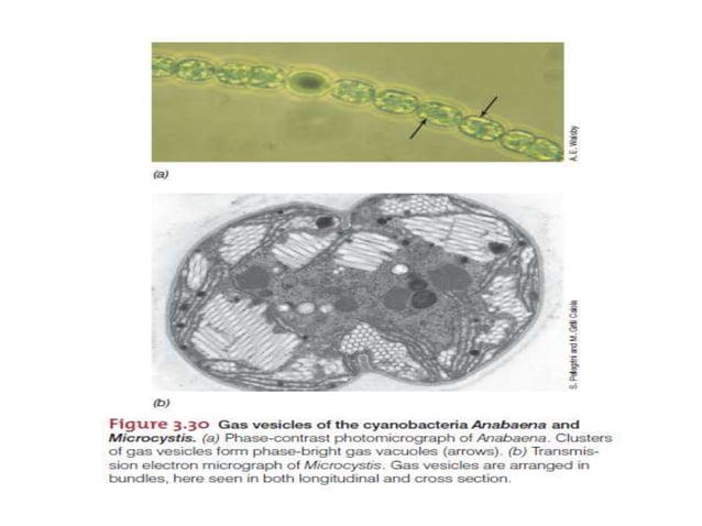 Bacterial cytology cell inclusions | PPTX | Chemistry | Science