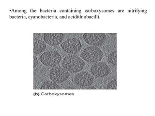 Bacterial cytology cell inclusions | PPTX
