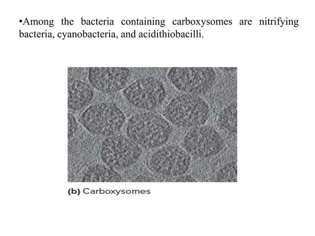 Bacterial cytology cell inclusions | PPTX | Chemistry | Science