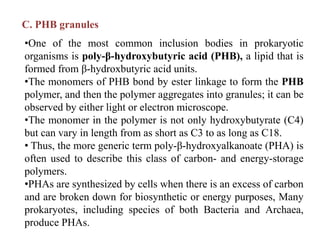 Bacterial cytology cell inclusions | PPTX