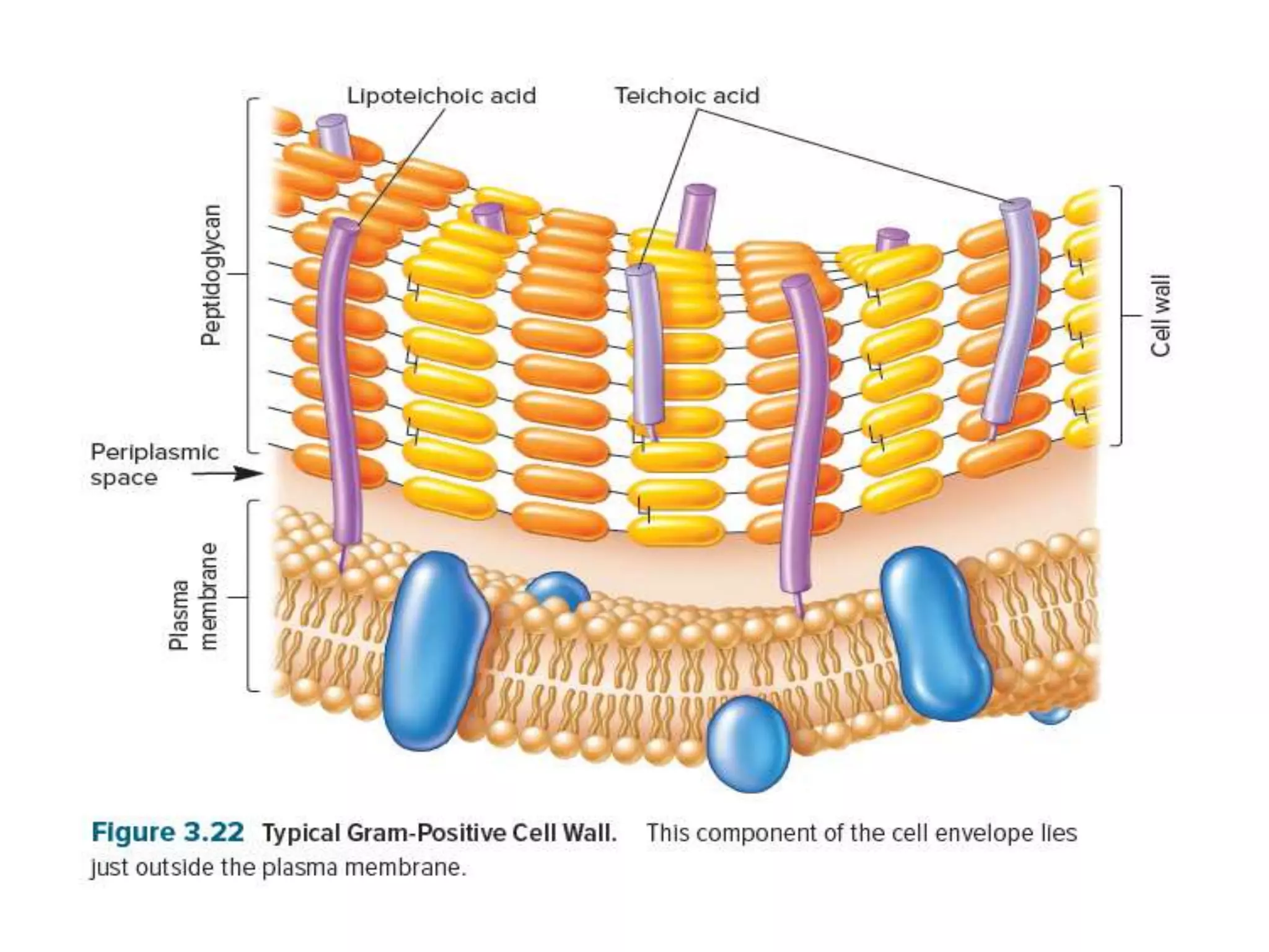 Bacterial cytology cell wall and cell membrane | PPTX