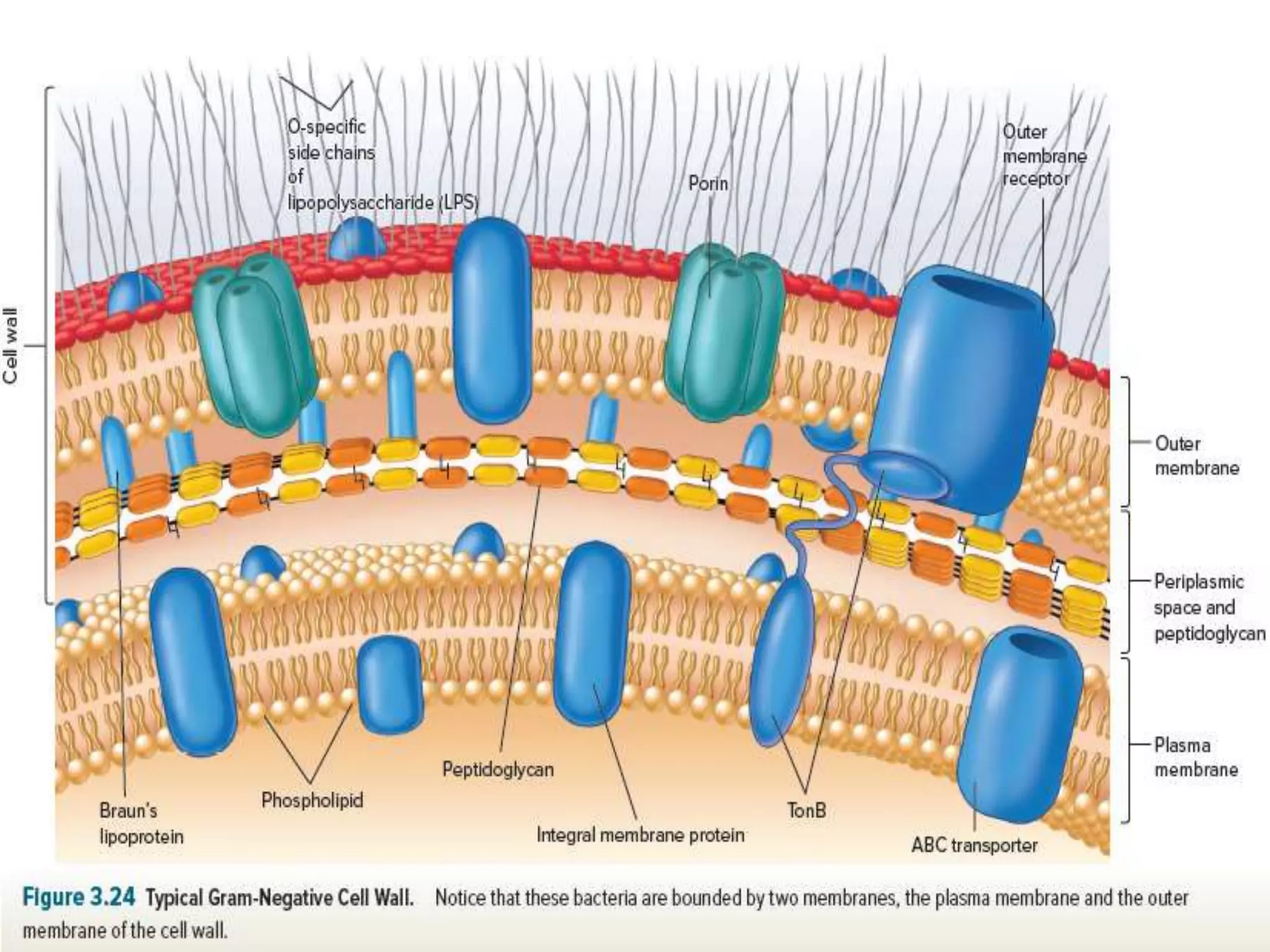 Bacterial cytology cell wall and cell membrane | PPTX
