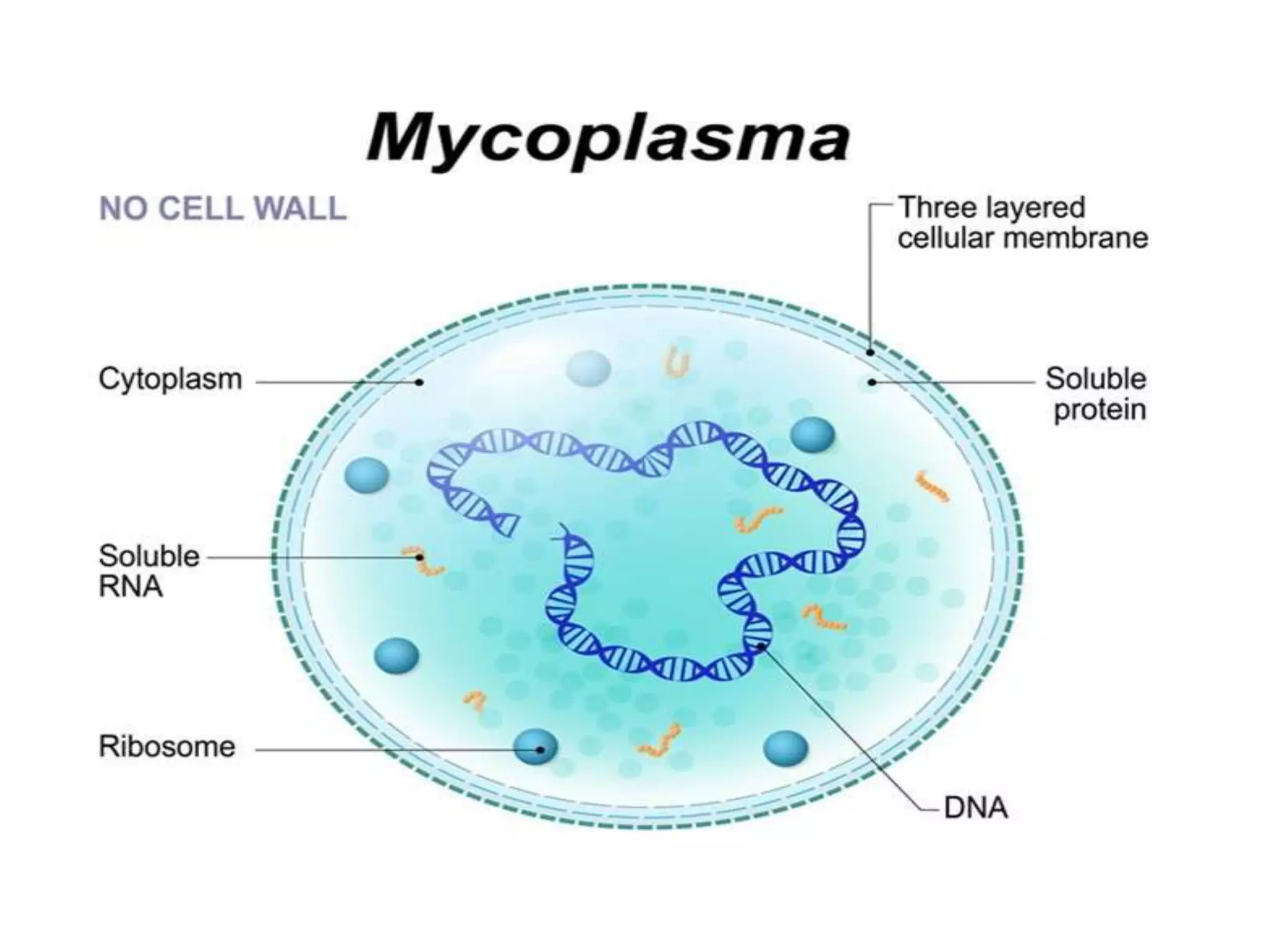 Bacterial cytology cell wall and cell membrane | PPTX
