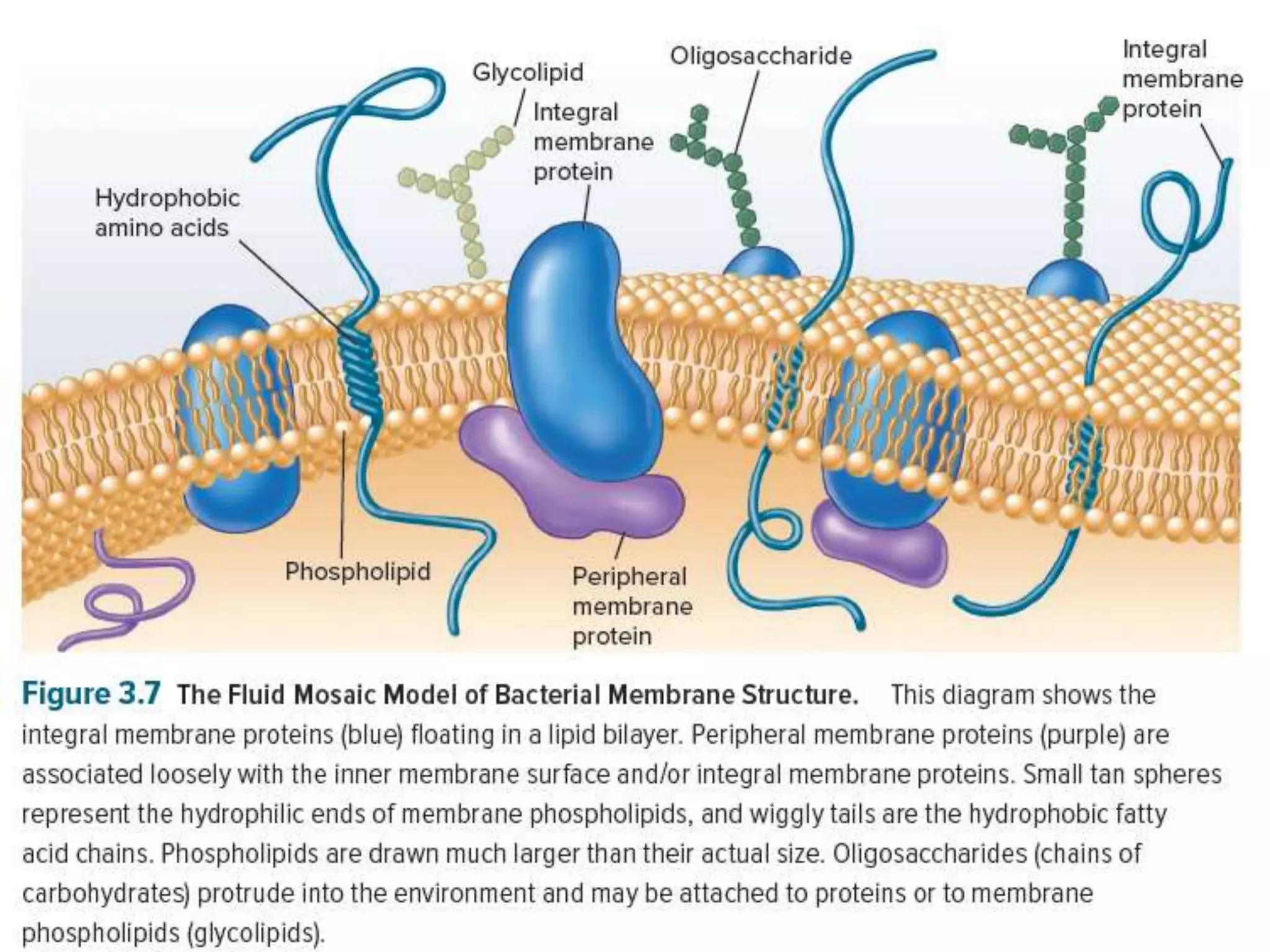 Bacterial cytology cell wall and cell membrane | PPTX