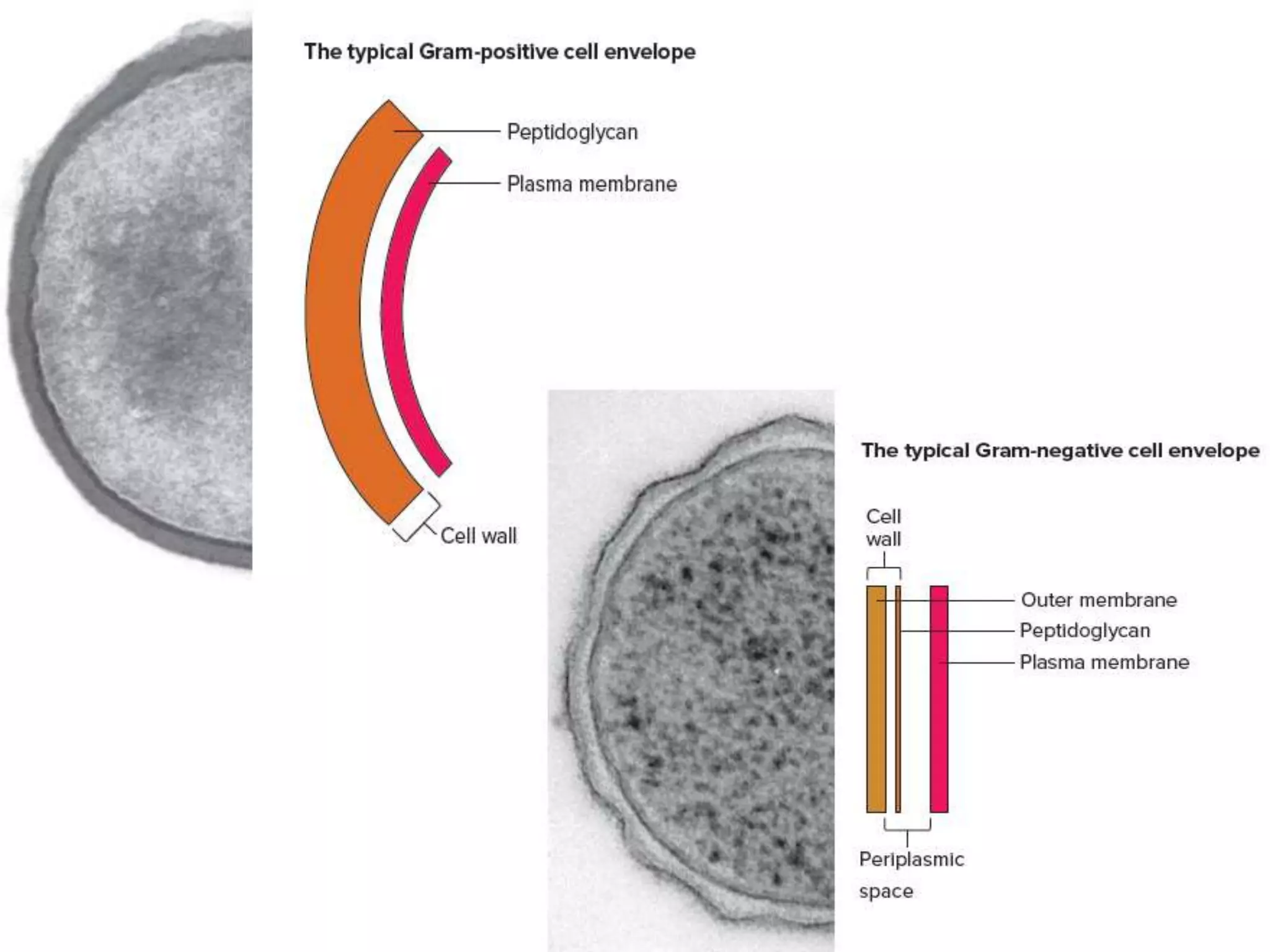 Bacterial cytology cell wall and cell membrane | PPTX