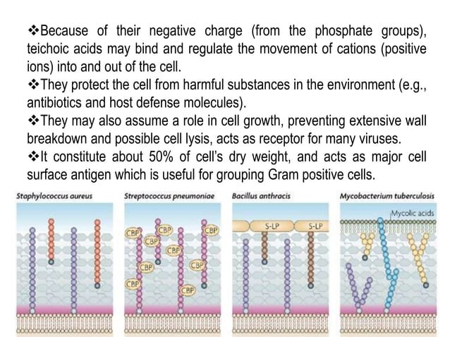 Bacterial cytology cell wall and cell membrane | PPTX