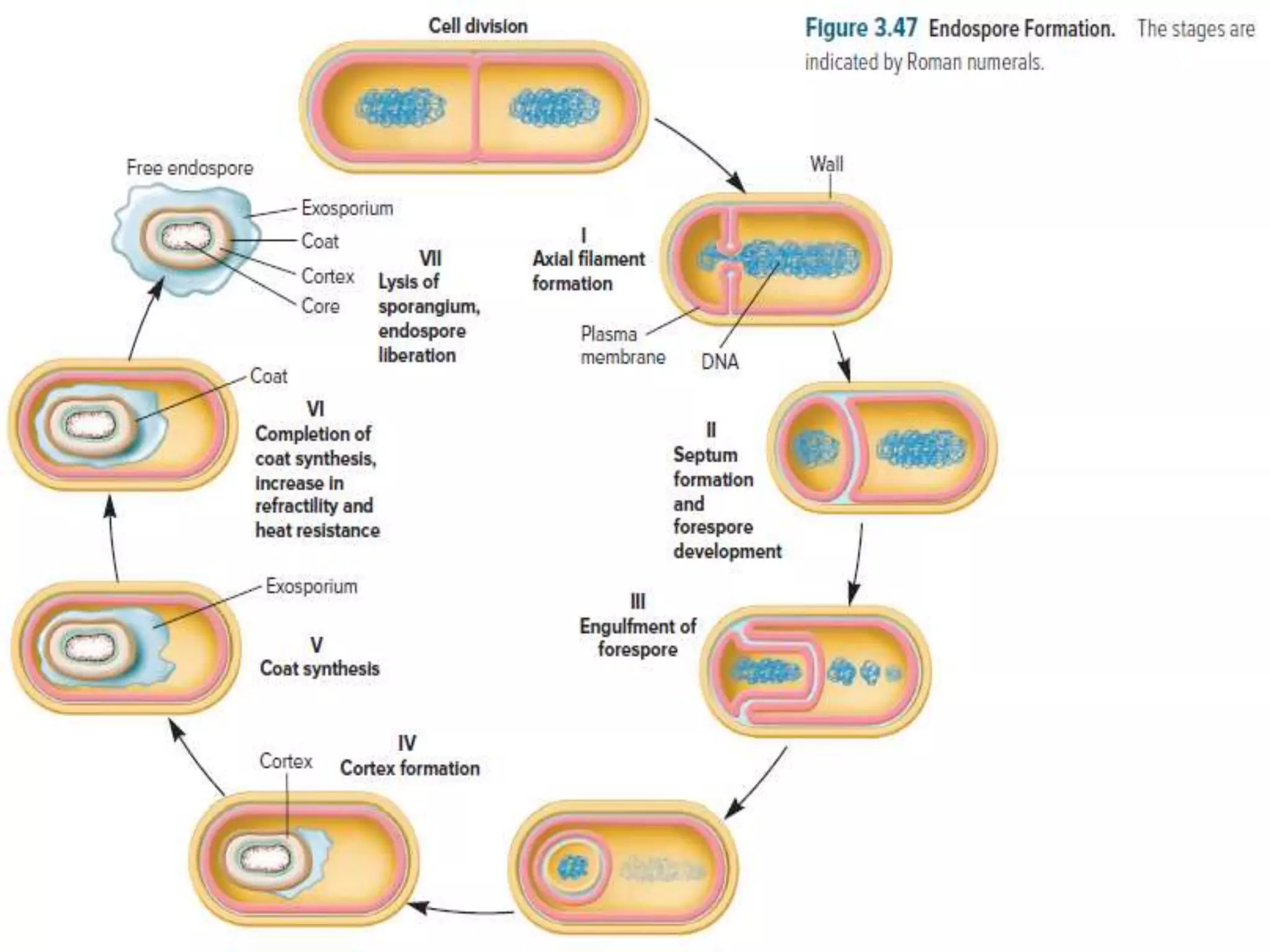Bacterial cytology endospore | PPTX