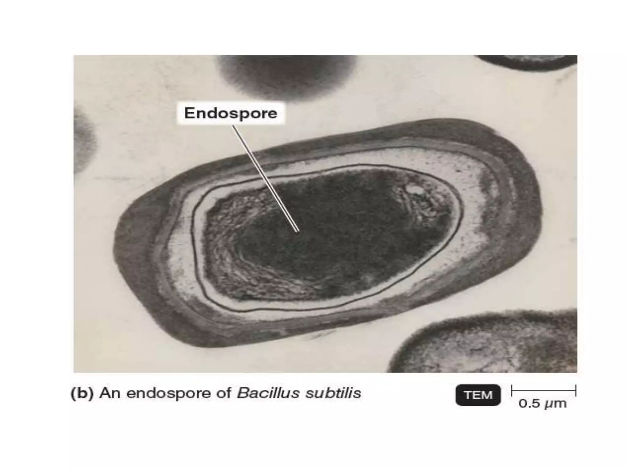 Bacterial cytology endospore | PPTX