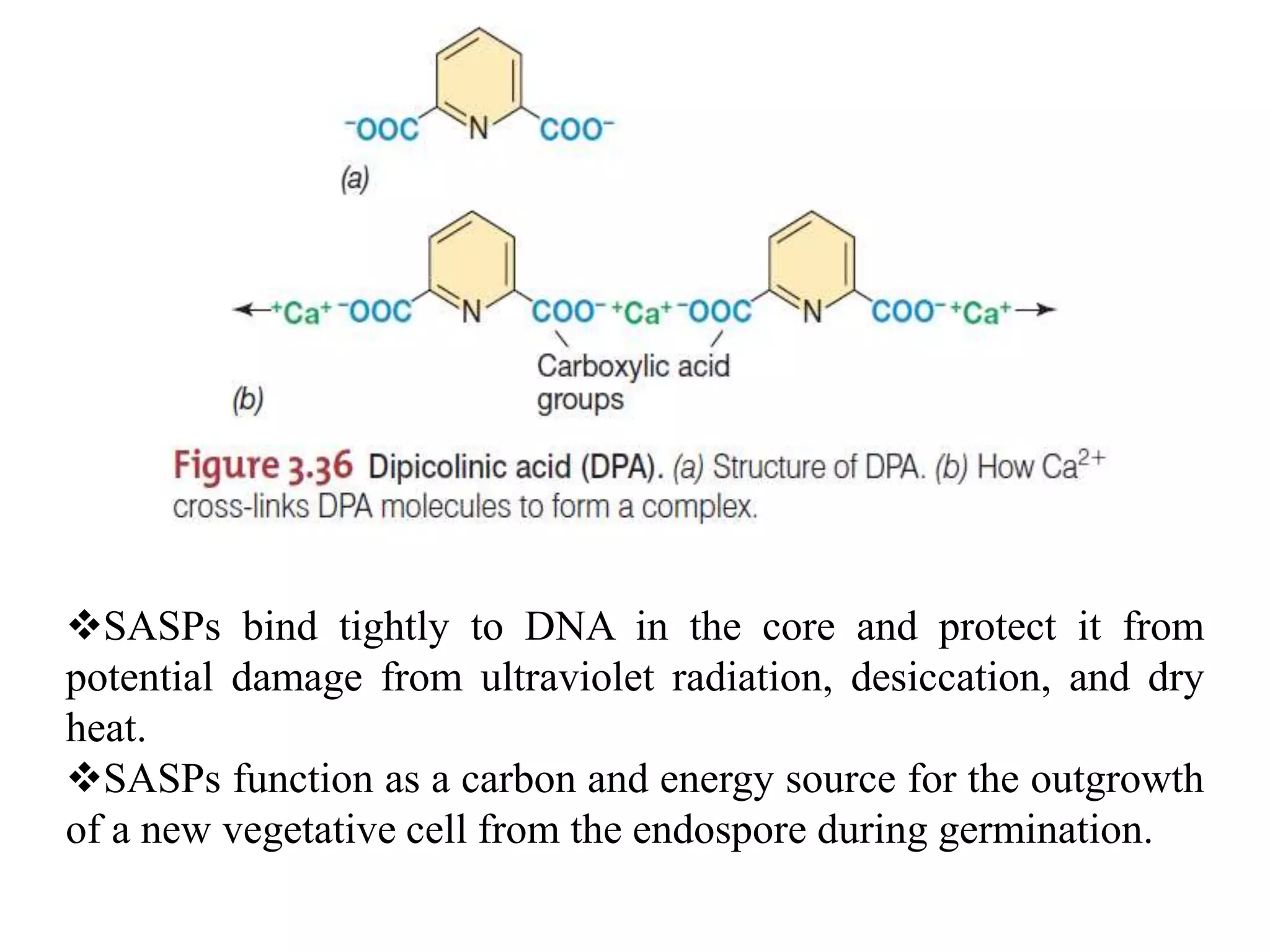 Bacterial cytology endospore | PPTX