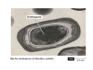 Bacterial cytology endospore | PPTX