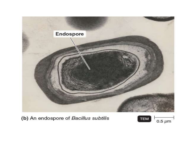 Bacterial cytology endospore | PPTX