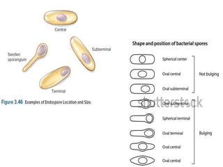 Bacterial cytology endospore | PPTX