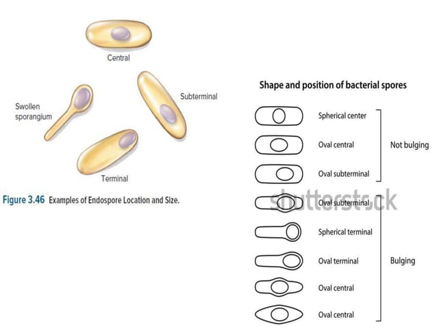 Bacterial cytology endospore | PPTX
