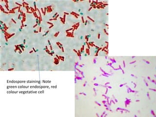 Bacterial cytology endospore | PPTX