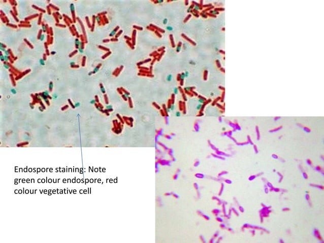 Bacterial cytology endospore | PPTX