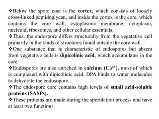 Bacterial cytology endospore | PPTX