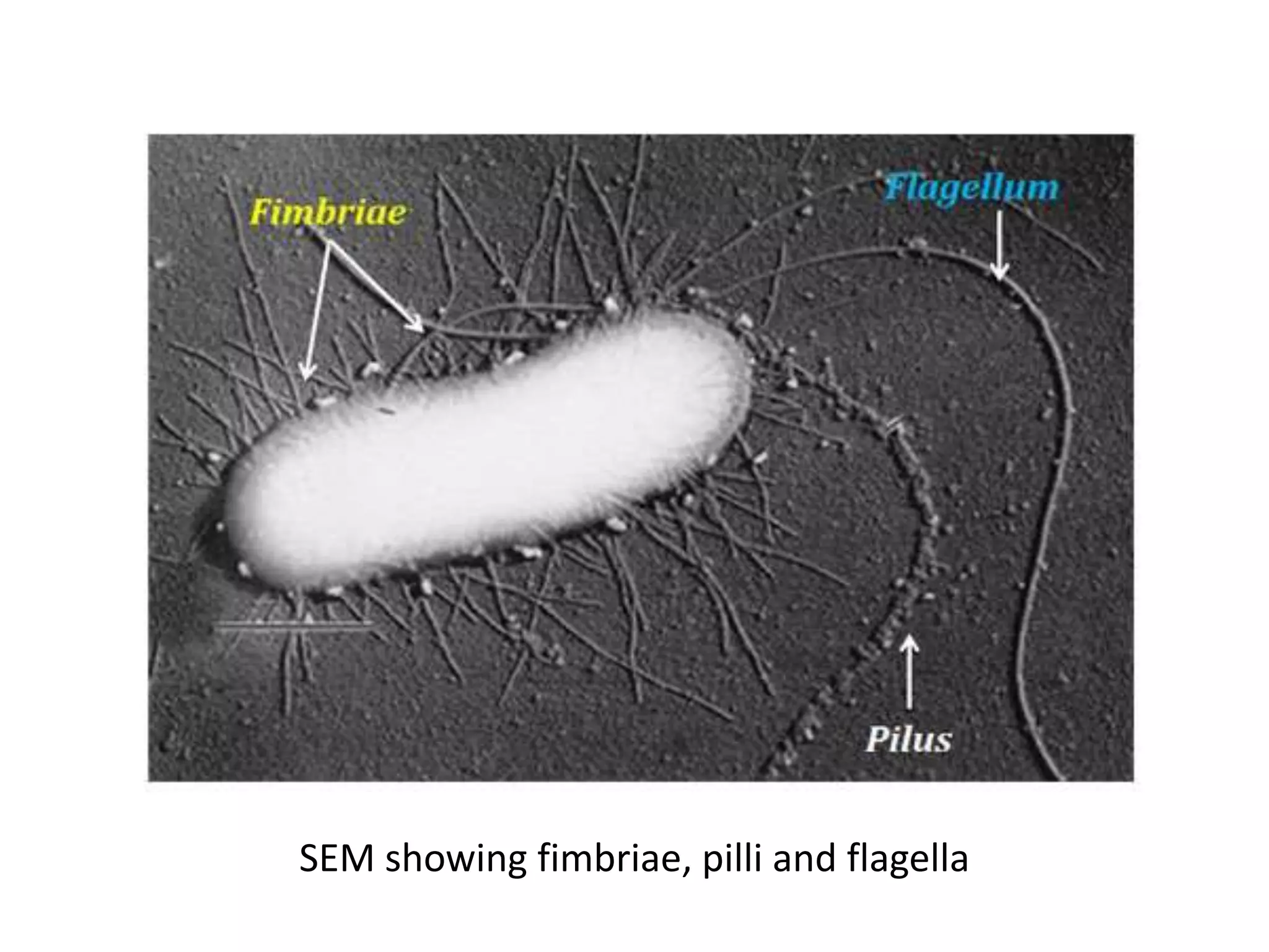 Bacterial cytology flagella, fimbriae and pilli | PPTX