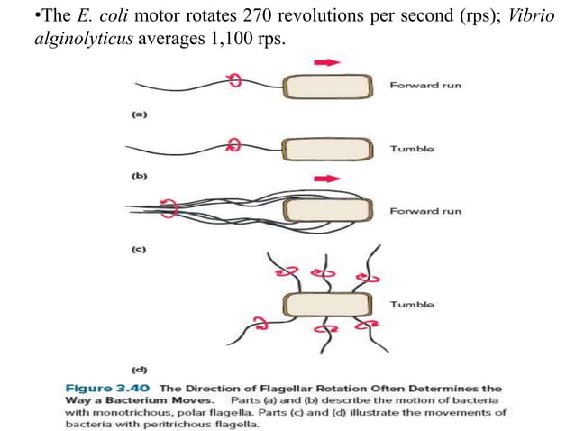 Bacterial cytology flagella, fimbriae and pilli | PPTX | Biological ...