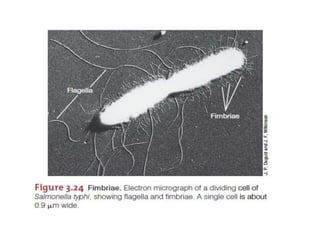 Bacterial cytology flagella, fimbriae and pilli | PPTX