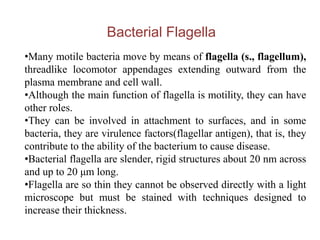 Bacterial cytology flagella, fimbriae and pilli | PPTX