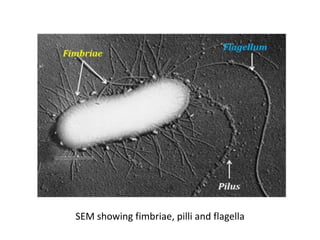Bacterial cytology flagella, fimbriae and pilli | PPTX