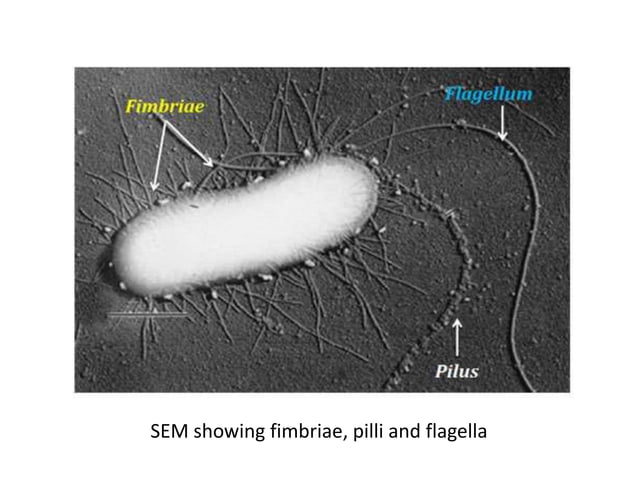 Bacterial cytology flagella, fimbriae and pilli | PPTX | Biological ...