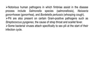 Bacterial cytology flagella, fimbriae and pilli | PPTX