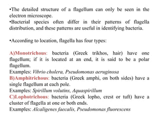 Bacterial cytology flagella, fimbriae and pilli | PPTX